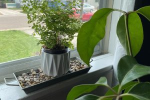 How to Make a Humidity Tray for Houseplants