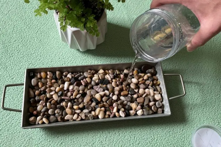 How to Make a Humidity Tray for Houseplants