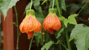 Flowering Maple Houseplant Care: Grow Abutilon Indoors