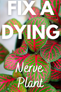 How to Save a Drooping Nerve Plant (Fittonia) in 4 Steps