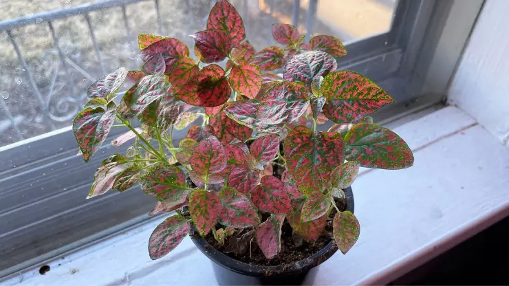 Polka Dot Plant Indoor Care Guide Hypoestes Phyllostachya 